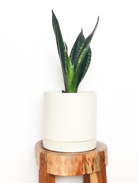 Doyle Pot | White – The Potted Jungle